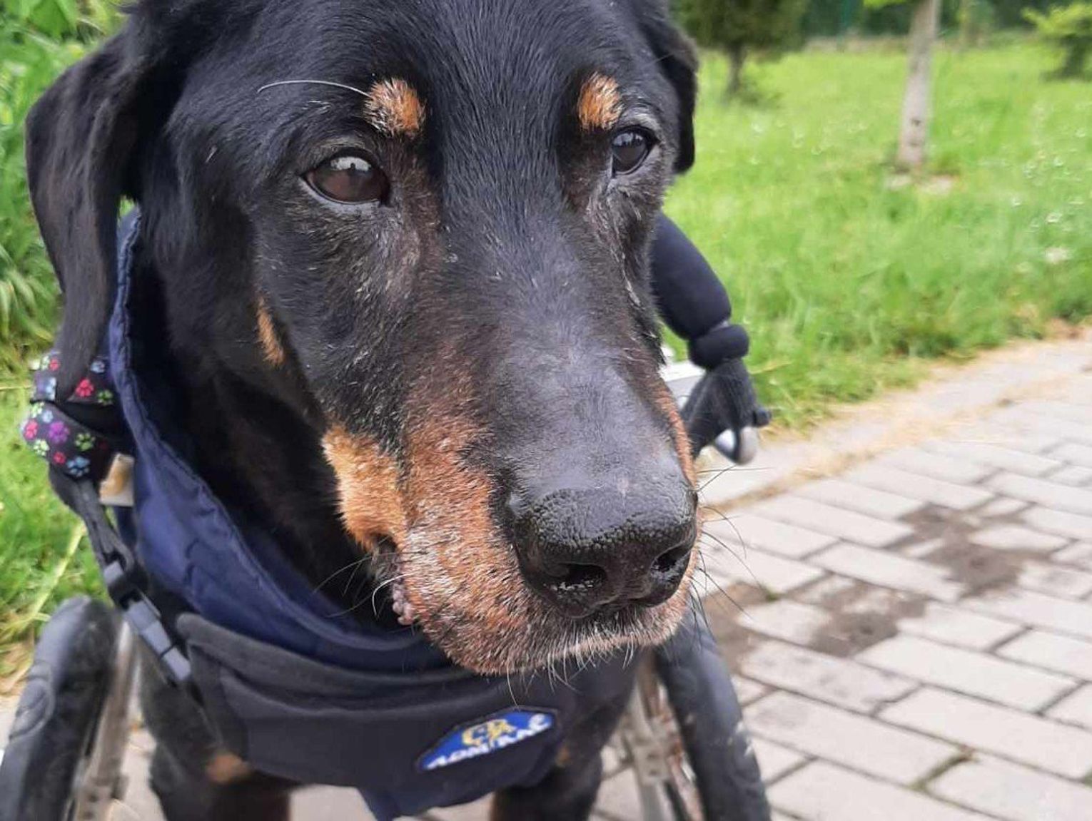 Jerry chwycił za serce wiele osób. Niepełnoprawny, bezdomny psiak ...