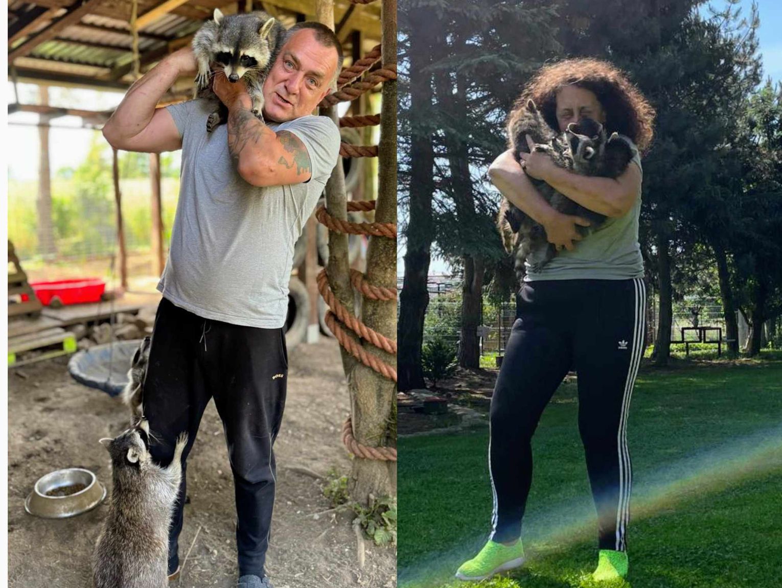 Szopy pracze skradły ich serce. W Dębowej stworzyli dla nich azyl ...